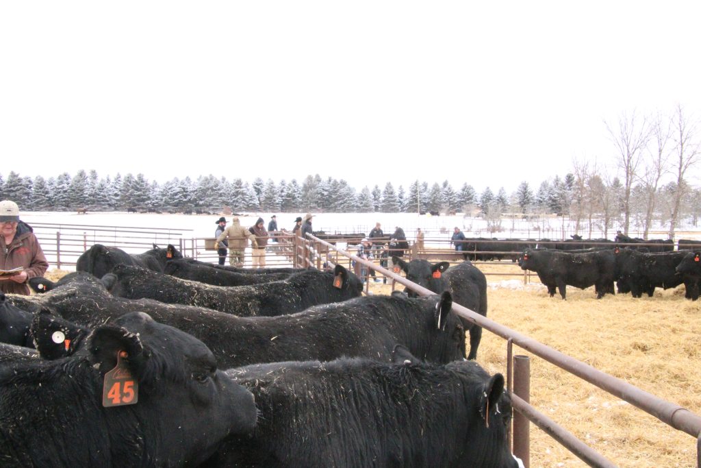 Carlson Angus Ranch 44th Annual Production Sale | TSLN.com