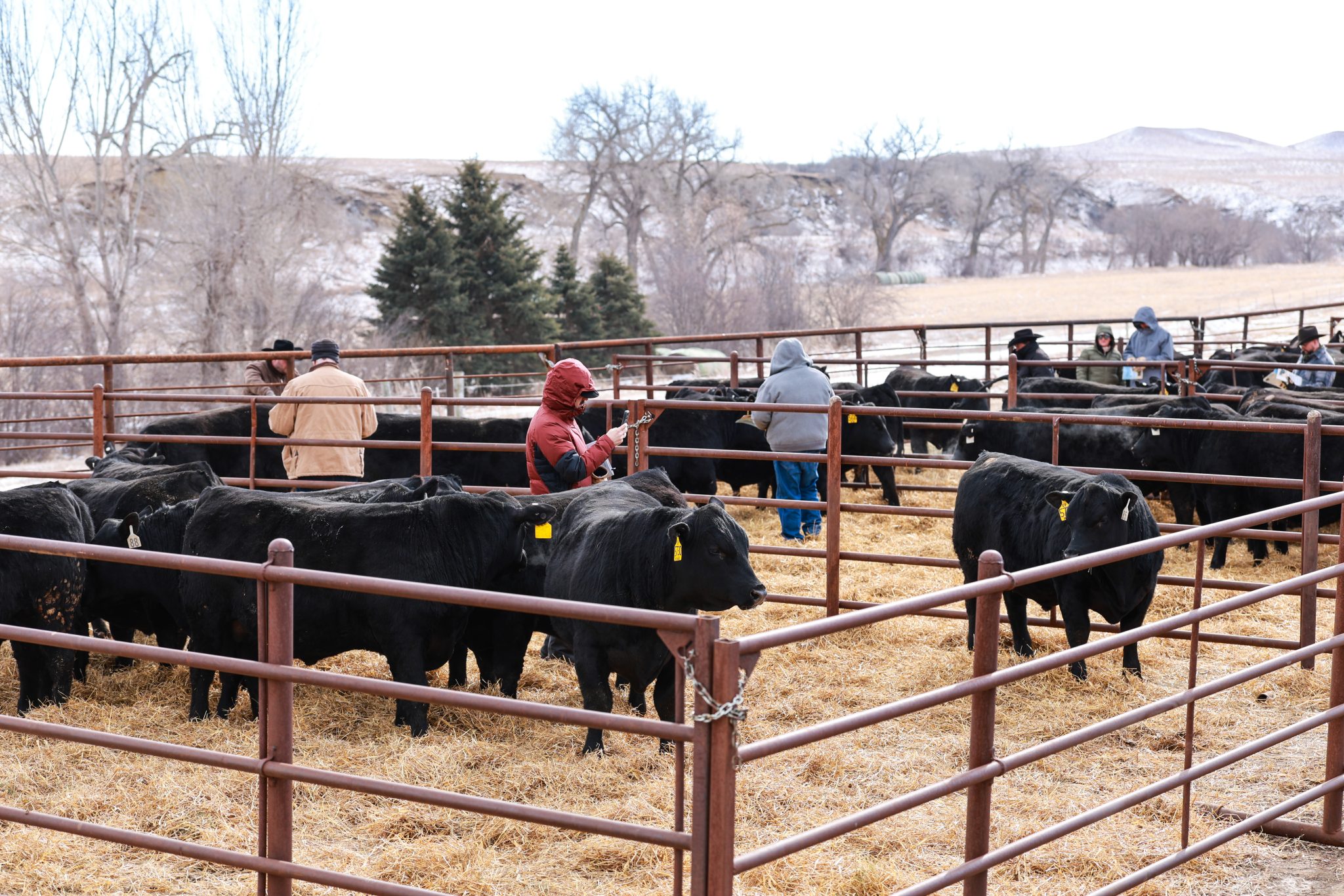 Strommen Ranch “Maternal Power” Angus Bull Sale | TSLN.com