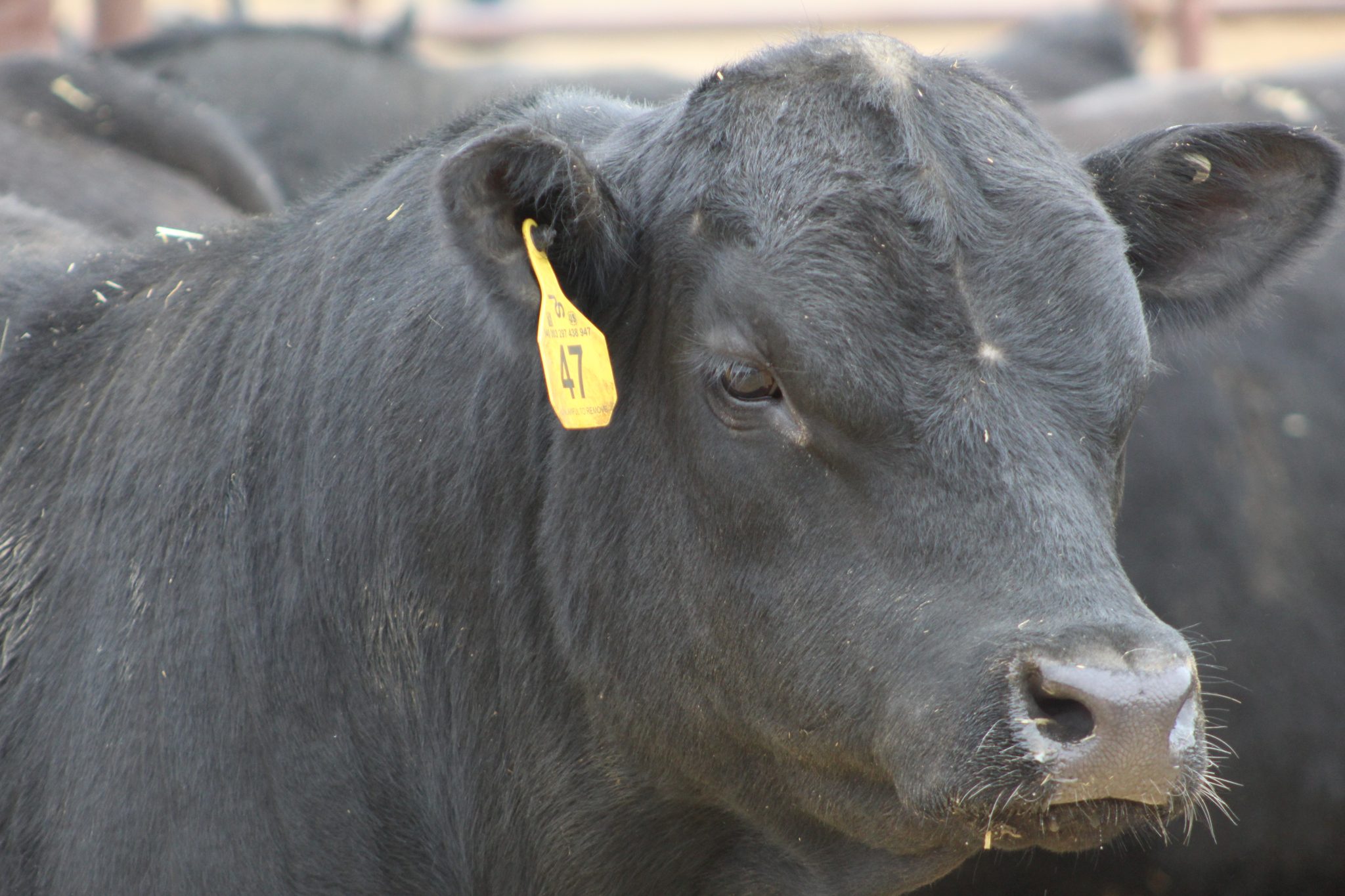 Pine Coulee Bulls | TSLN.com