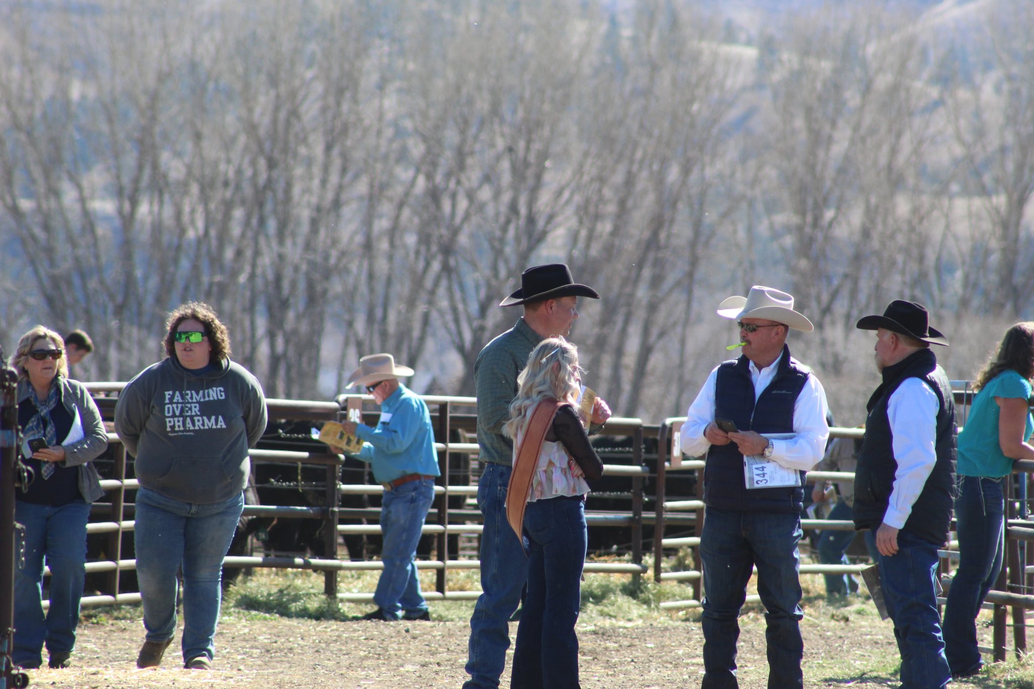 Montana Performance Bull Co-op with Basin Angus Ranch | TSLN.com