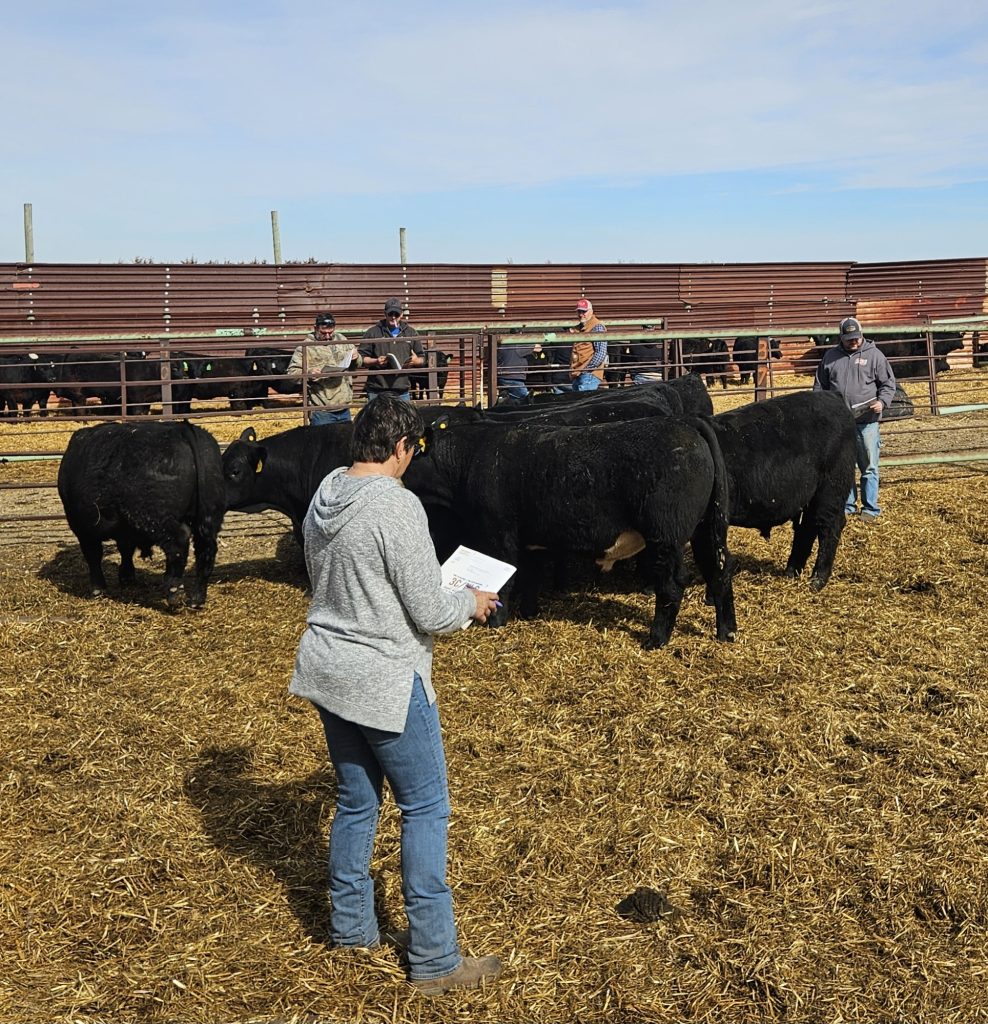 3C/NLC Simmental Bull Sale | TSLN.com
