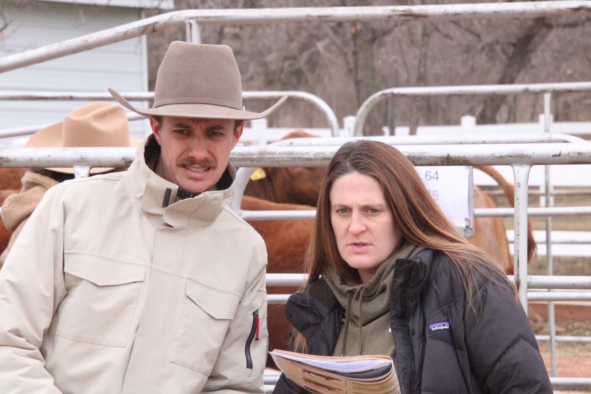 Leland Red Angus & Koester Red Angus 43rd Annual Production Sale | TSLN.com