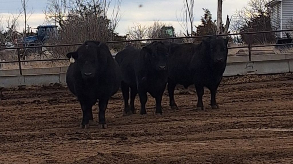 Considerations for breeding season in confinement for beef cattle ...