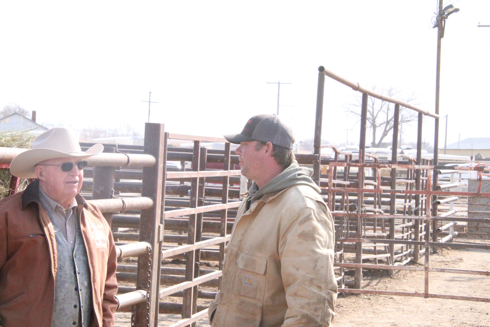 Schott Limousin Cutting Edge Production Sale | TSLN.com