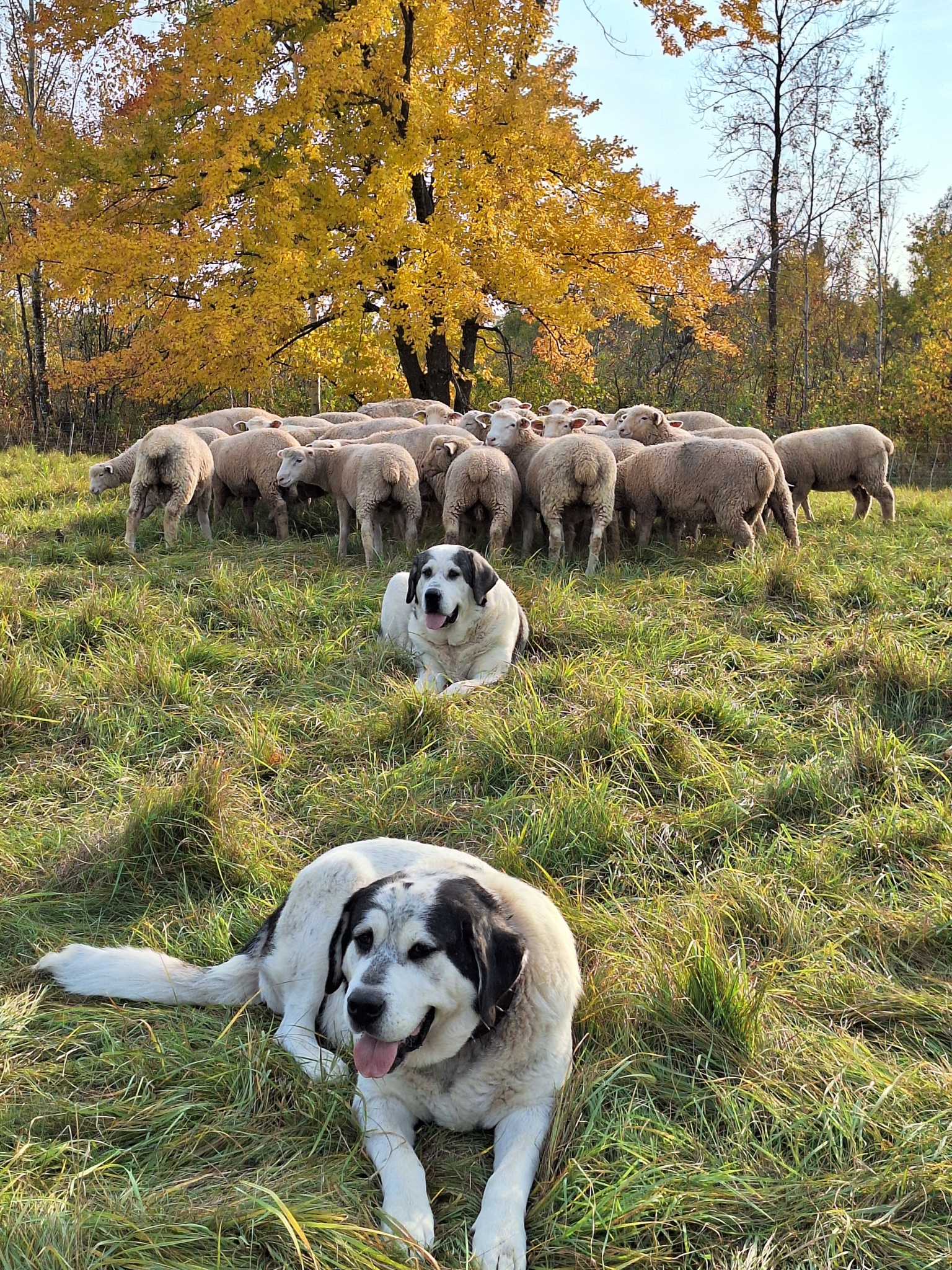 NDSU, UMN Extension to host livestock guardian dogs webinar on April 23 ...