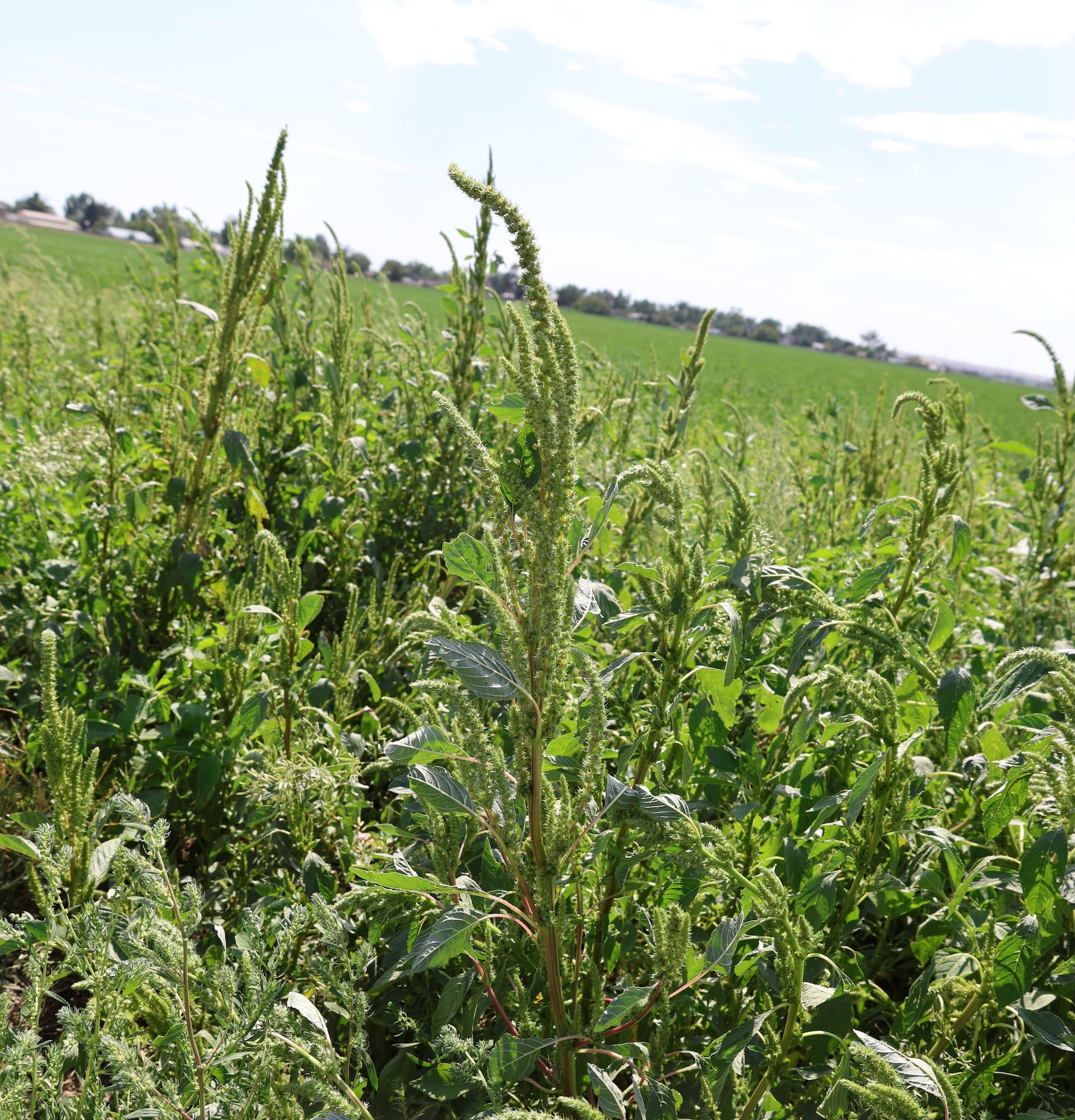 Amaranth species pose a growing threat in Wyoming, UW Extension Reports ...