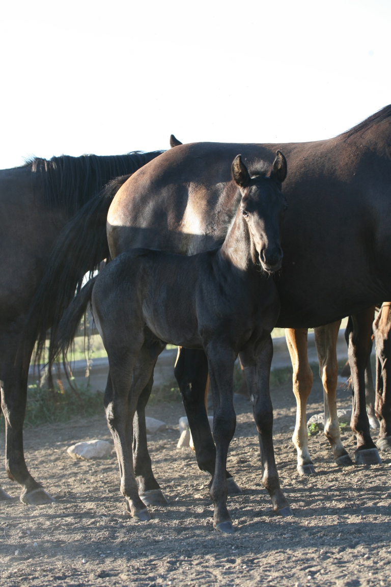 Red bag in horses: A foaling emergency | TSLN.com