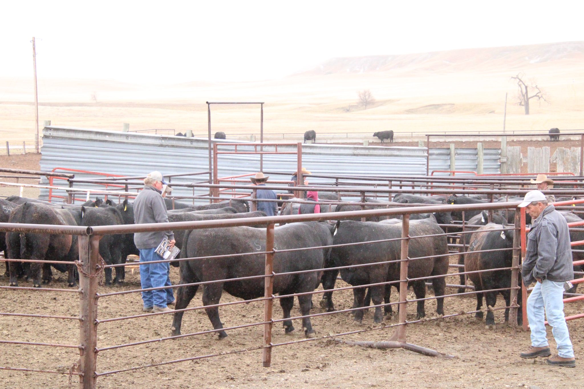 Fortune’s Rafter U Cross 26th Annual Angus Bull Sale | TSLN.com