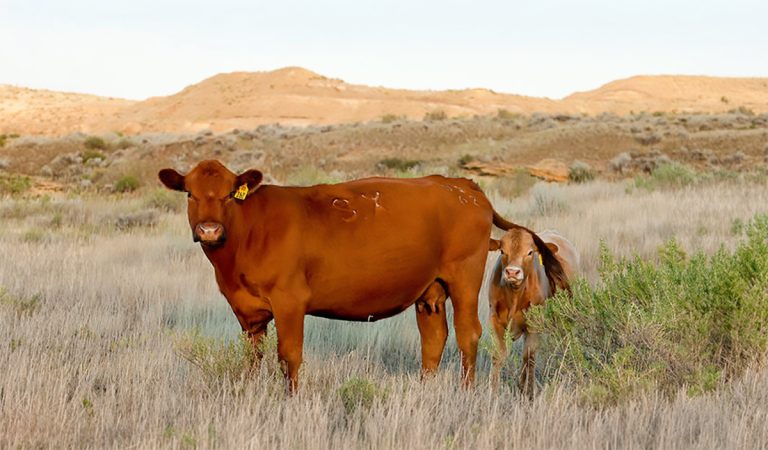 Pros and Cons of Conservation Reserve Program grazing in drought ...