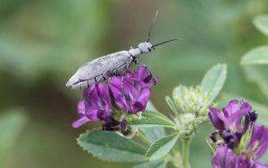 Blister beetles already appearing in alfalfa | TSLN.com