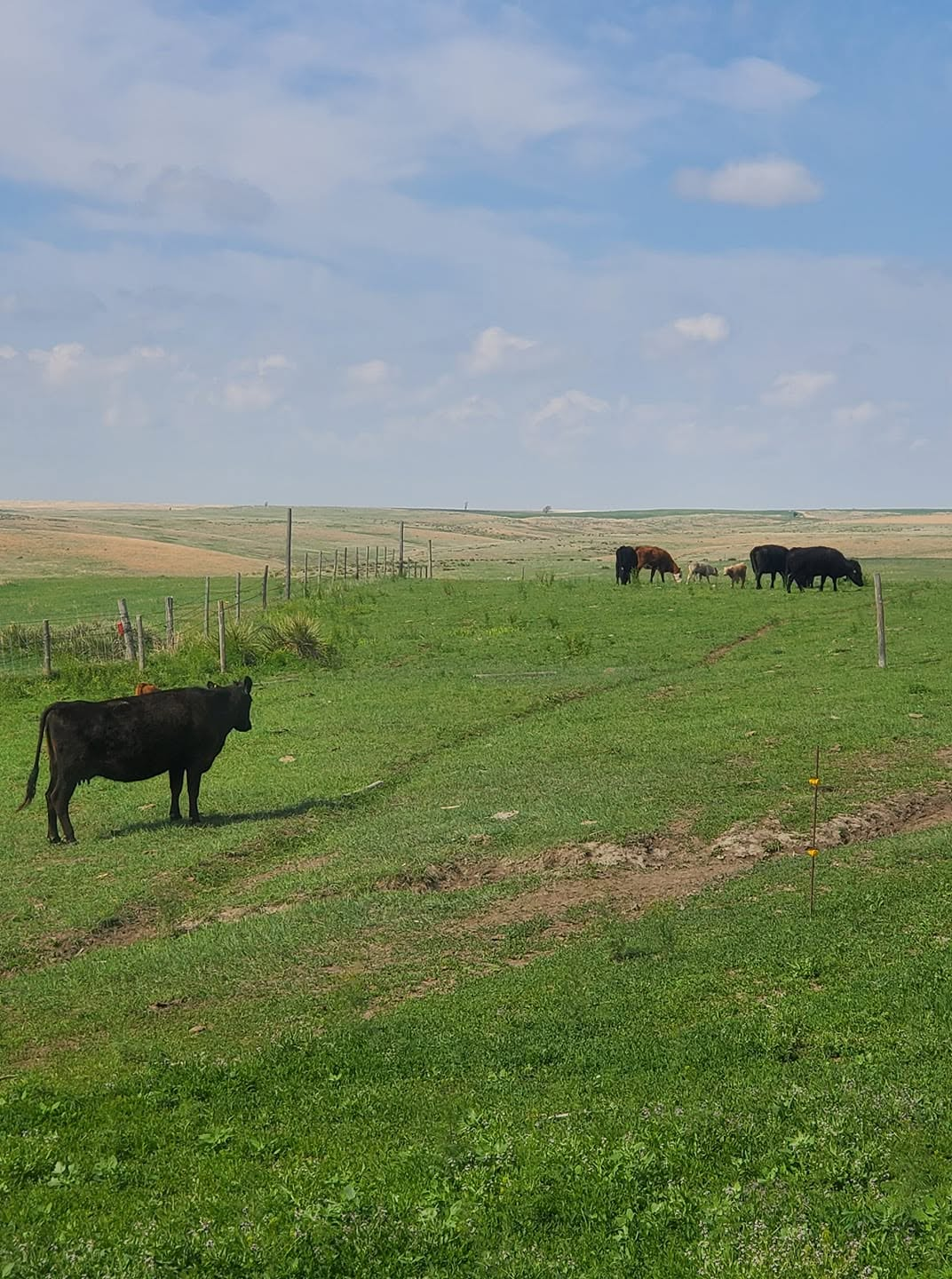 From the Sorting pens by John O’Dea: Grass | TSLN.com