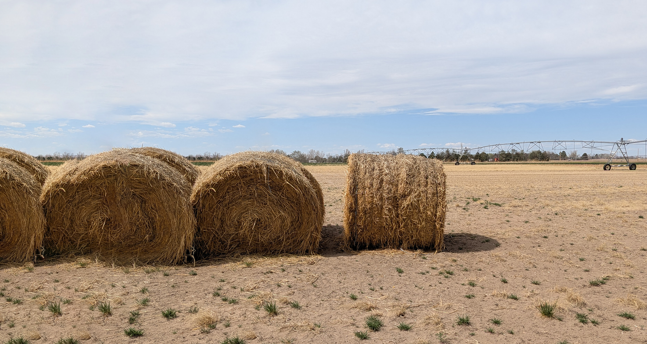 Precipitation insurance deadline approaches for annual forage planted ...
