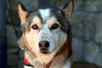 Summit County Animal Shelter dog retires after nearly 13 years working ...