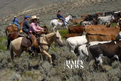 Cattle drive on the Rusty Spur Ranch slideshow | SummitDaily.com
