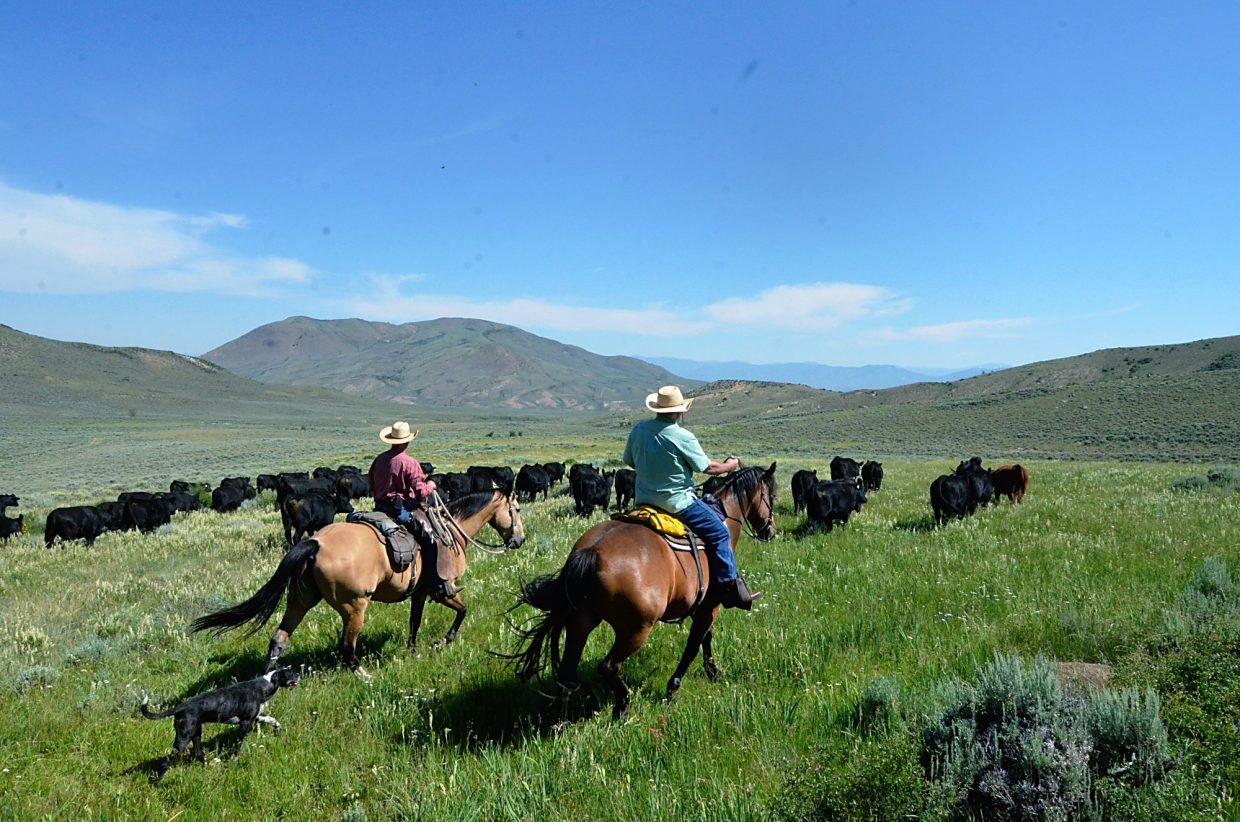 Real Colorado cattle drive | SummitDaily.com