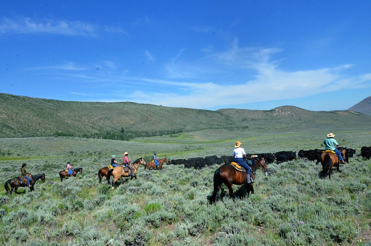 Real Colorado cattle drive | SummitDaily.com
