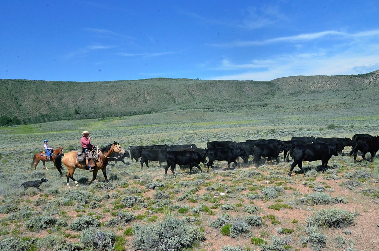 Real Colorado cattle drive | SummitDaily.com