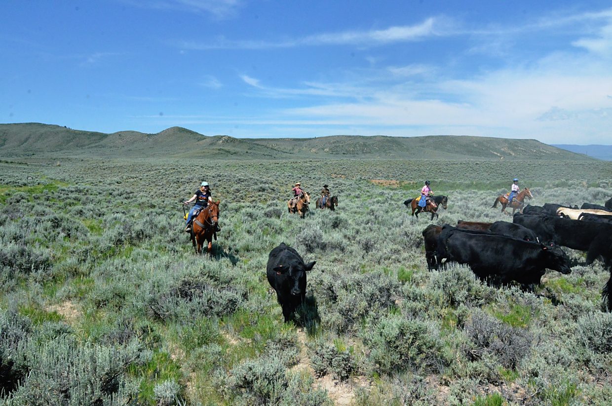 Real Colorado cattle drive | SummitDaily.com