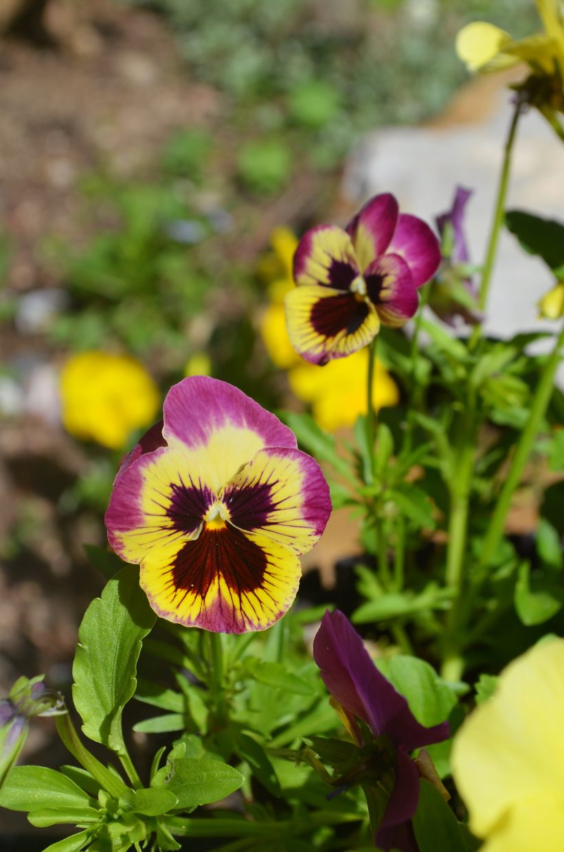 Get a sneak peek into the upcoming Summit County Garden Tour ...