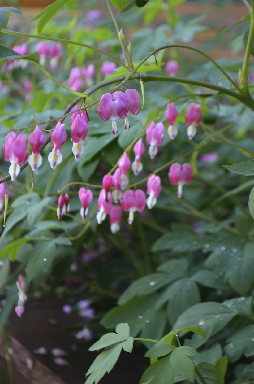 Get a sneak peek into the upcoming Summit County Garden Tour ...