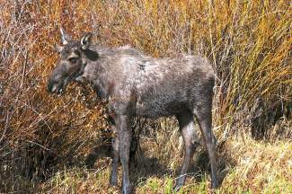 The mighty moose calls Summit County home | SummitDaily.com