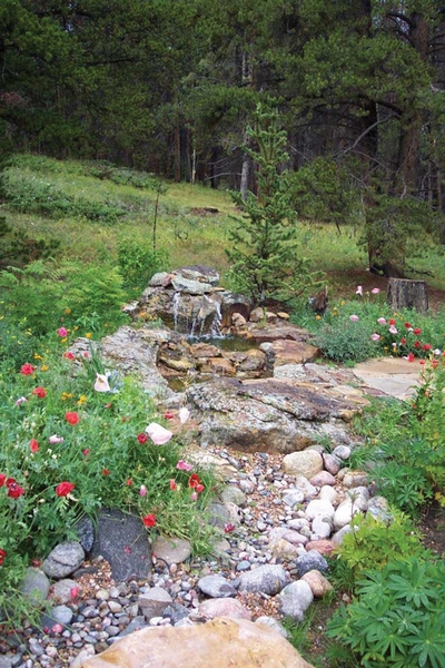 Making your backyard into a habitat for wildlife | SummitDaily.com