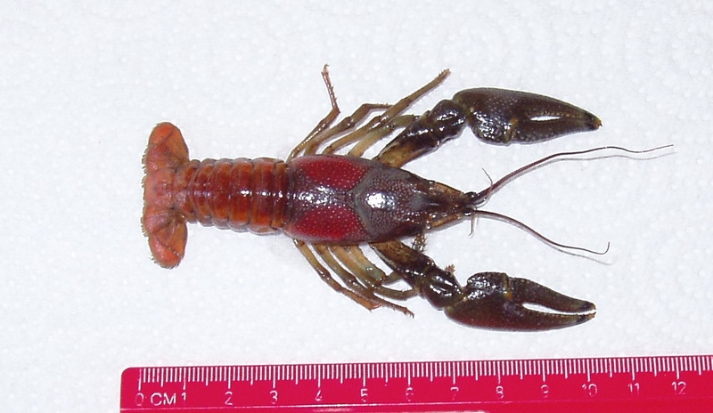 Aggressive crayfish invades Yampa | SummitDaily.com