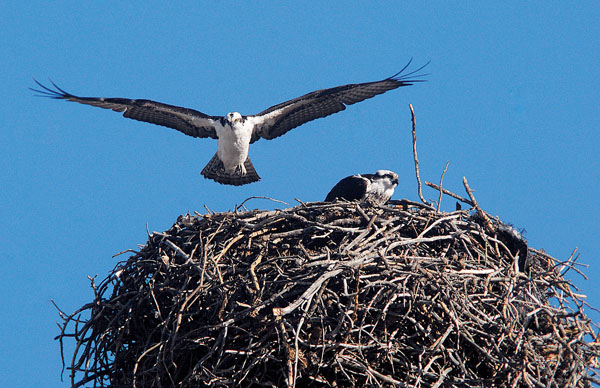 Wild Colorado: Osprey return to Summit County | SummitDaily.com