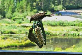 High Country Birding: Attract a variety of Summit County birds to your ...