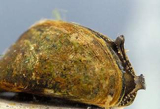 On the lookout for mussels | SummitDaily.com