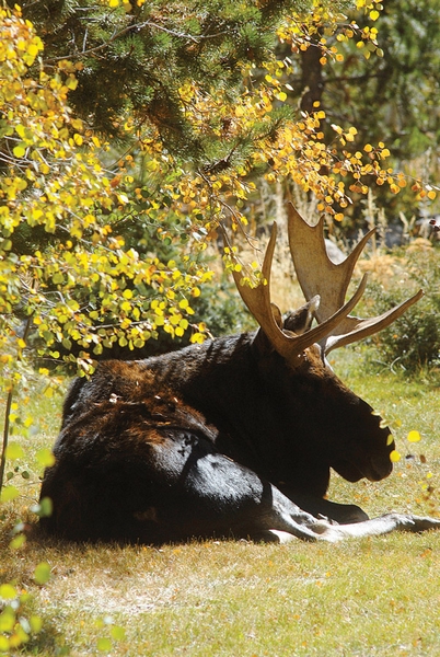 Moose on the rise in Colorado, Summit County | SummitDaily.com