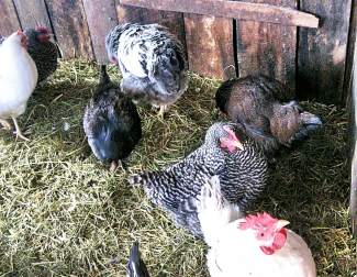 Eartha Steward: Summit County scratches the surface on backyard chicken ...