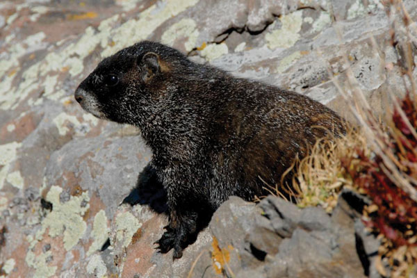 Meet the marmot | SummitDaily.com