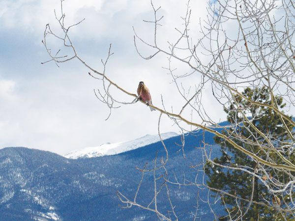 Wild Colorado: Birding with a twist | SummitDaily.com