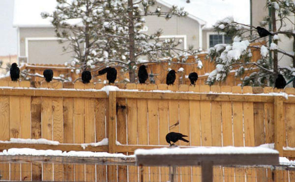 Summit Outside: As the crow flies | SummitDaily.com