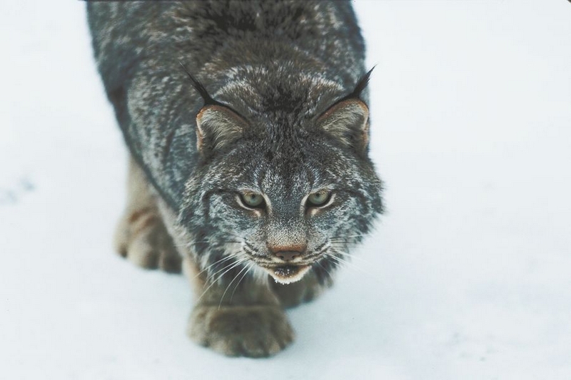 USFS studies lynx habitat around Peak 6 in Breckenridge | SummitDaily.com