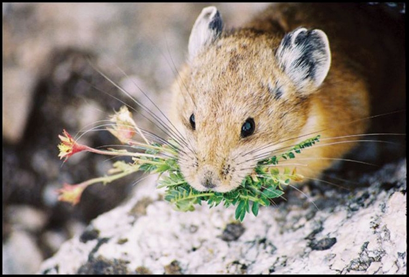 Feds to consider protection for American pika | SummitDaily.com