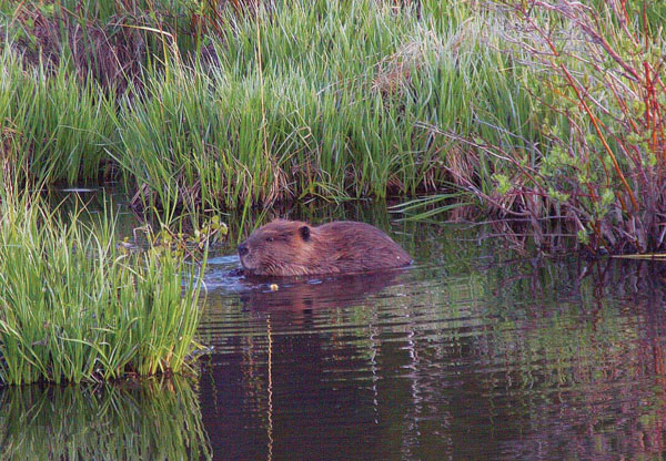 Summit Outside: Understanding beaver biology | SummitDaily.com