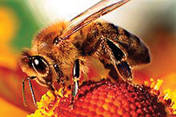 Summit Outside: The incredible honey bee | SummitDaily.com