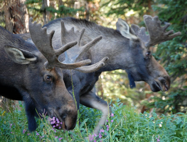 Suzanne Welles: Sorry Mr. Moose | SummitDaily.com