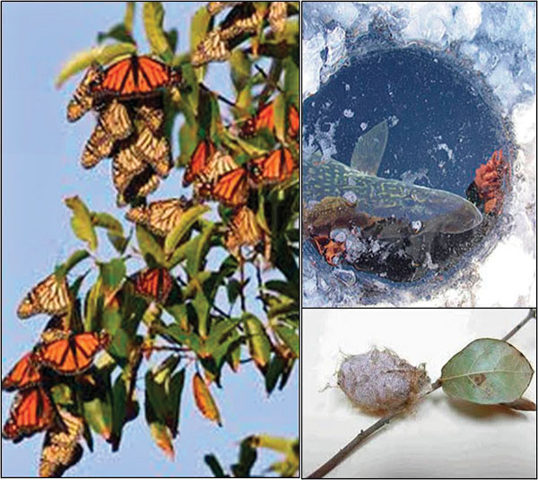 Summit Outside: Wintertime for the High Country’s cold-blooded animals ...