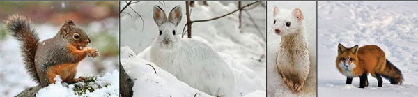 Summit Outside: Animals in winter | SummitDaily.com