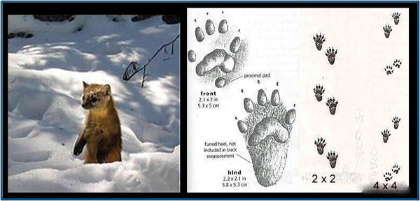 Marten Tracks