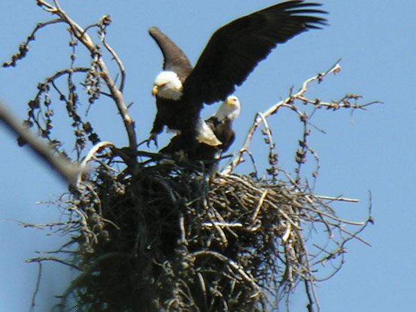Hey, Spike! provides bald eagle nesting excitement | SummitDaily.com