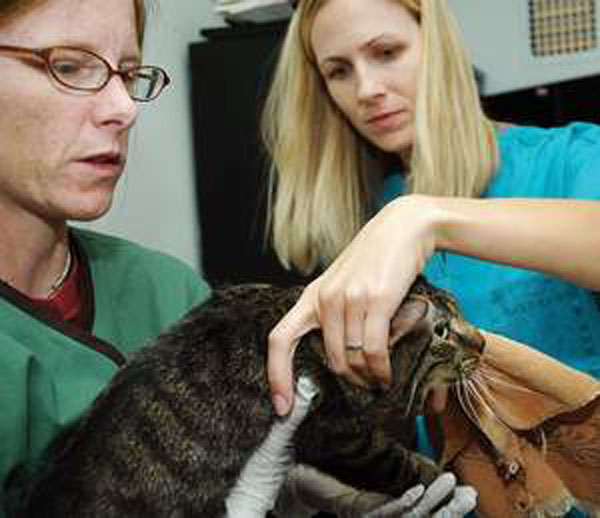 Animal shelter takes in 86 cats seized from Battlement Mesa residence ...