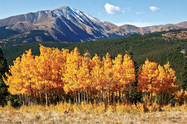 Summit gets a splash of fall color | SummitDaily.com