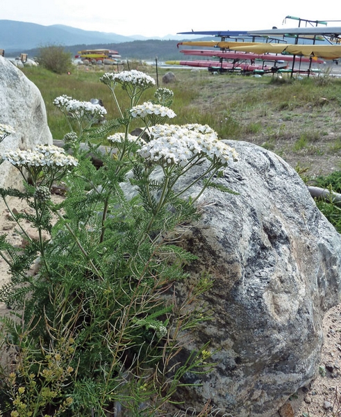 Summit Outside: Yarrow: A plant with many uses | SummitDaily.com