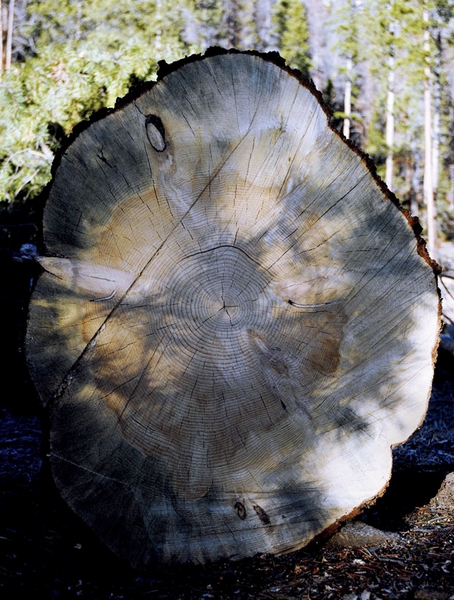 Biomass projects can utilize bark-beetle affected timber | SummitDaily.com