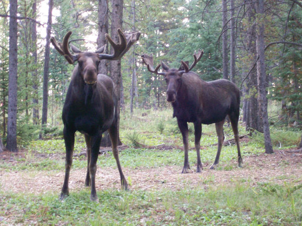 Wild Colorado: Summit County’s dangerous animals | SummitDaily.com