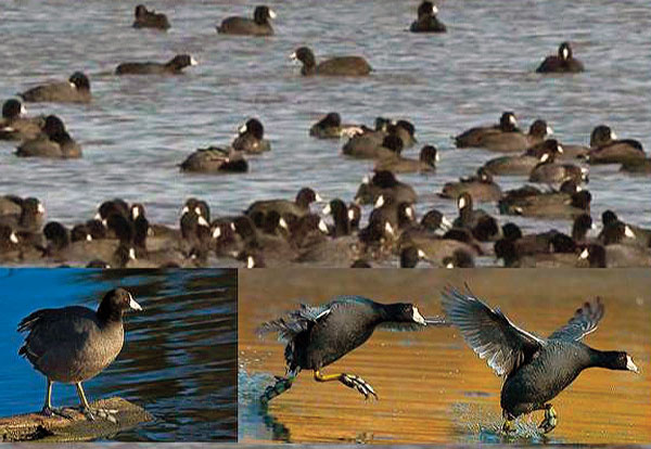 Summit Outside: The awkward, but endearing coot | SummitDaily.com